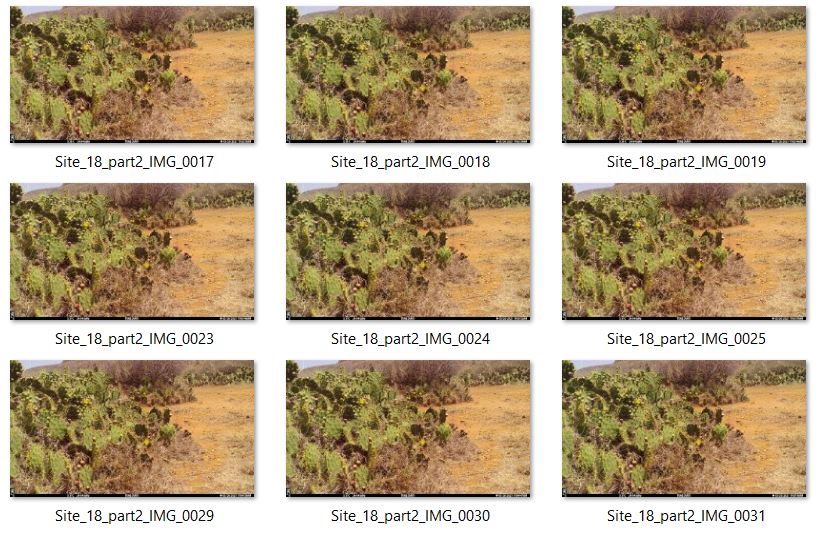 Processing Camera Trap Images Using Windows Batch Files Peter S Stewart